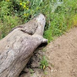 Trippet Ranch to Eagle Springs Loop Trail, California - 842 Reviews ...