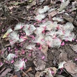 Bukit Jambul - Bukit Kukus Loop, Penang, Malaysia - 530 Reviews, Map ...