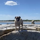 Goose Rocks Beach Walk, Maine - 242 Reviews, Map | AllTrails