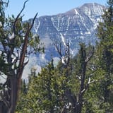 Fletcher Peak Trail, Nevada - 1,249 Reviews, Map | AllTrails