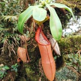 Gunung Rajah via KKB, Selangor, Malaysia - 74 Reviews, Map | AllTrails