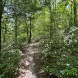 Pole Steeple Loop, Pennsylvania - 798 Reviews, Map | AllTrails