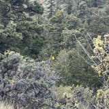 Manastash Ridge Trail, Washington - 680 Reviews, Map | AllTrails