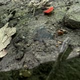 Bloodroot Trail, Indiana - 683 Reviews, Map | AllTrails