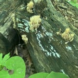 Bloodroot Trail, Indiana - 683 Reviews, Map | AllTrails