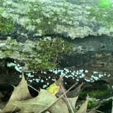 Bloodroot Trail, Indiana - 676 Reviews, Map | AllTrails