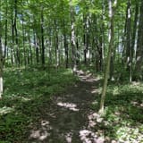 Bloodroot Trail, Indiana - 713 Reviews, Map | AllTrails