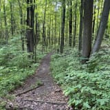 Bloodroot Trail, Indiana - 676 Reviews, Map | AllTrails
