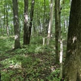 Bloodroot Trail, Indiana - 713 Reviews, Map | AllTrails