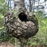 Hidden Arch Trail, Kentucky - 1,081 Reviews, Map | AllTrails