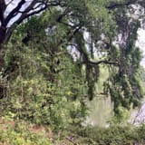 The Meadows Slough Trail, California - 424 Reviews, Map | AllTrails