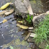 Ohio and Erie Canal Towpath: Canal Fulton to Massillon, Ohio - 287 ...