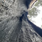 Congress Trail, California - 3,195 Reviews, Map | AllTrails