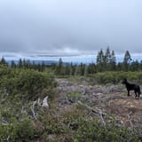 Colby Mountain Fire Lookout, California - 37 Reviews, Map | AllTrails