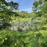 The Manistee River Loop Trail, Michigan - 2,090 Reviews, Map | AllTrails