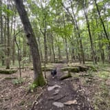 Day Loop Trail, Tennessee - 4,182 Reviews, Map | AllTrails