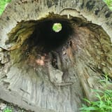 Wintergreen Gorge Trail, Pennsylvania - 586 Reviews, Map | AllTrails