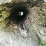 Wintergreen Gorge Trail, Pennsylvania - 586 Reviews, Map | AllTrails