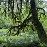 Hall of Mosses Trail, Washington - 5,734 Reviews, Map | AllTrails