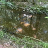 Sycamore Trail Loop, North Carolina - 1,633 Reviews, Map | AllTrails