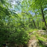 Reeves Brook Loop Trail, New York - 4,698 Reviews, Map | AllTrails