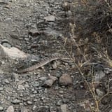 Dixie Mountain Loop Trail, Arizona - 3,297 Reviews, Map | AllTrails