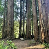 Tall Trees Grove Loop Trail, California - 2,331 Reviews, Map | AllTrails