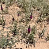 Miller Point and Juniper Draw Loop, Nevada - 105 Reviews, Map | AllTrails