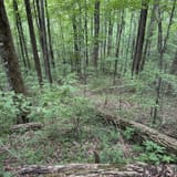 Deep Creek Loop Trail, North Carolina - 2,062 Reviews, Map | AllTrails