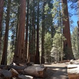Congress Trail, California - 3,195 Reviews, Map | AllTrails