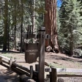 Congress Trail, California - 3,195 Reviews, Map | AllTrails