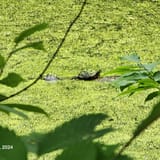 Ohio and Erie Canal Towpath: Canal Fulton to Massillon, Ohio - 287 ...