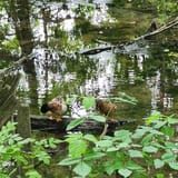 Ohio and Erie Canal Towpath: Canal Fulton to Massillon, Ohio - 287 ...