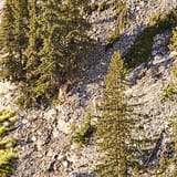 Grotto Mountain Trail, Alberta, Canada - 1,234 Reviews, Map | AllTrails