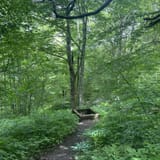 Max Patch Loop, North Carolina - 2,219 Reviews, Map | AllTrails
