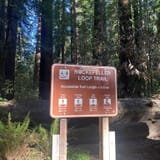 Rockefeller Loop Trail, California - 715 Reviews, Map | AllTrails
