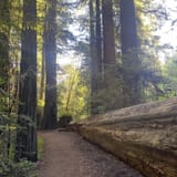 Rockefeller Loop Trail, California - 715 Reviews, Map | AllTrails