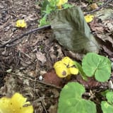 Maddron Bald Trail to Albright Grove Loop, Tennessee - 1,059 Reviews ...