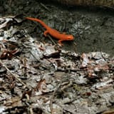 John Rock Trail Loop, North Carolina - 2,512 Reviews, Map | AllTrails