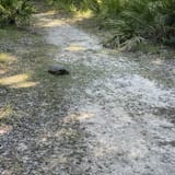 Guana Trail, Marshview Lane, and Shellbluff Road, Florida - 286 Reviews ...