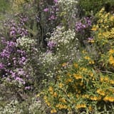 Henninger Flats Trail, California - 2,973 Reviews, Map | AllTrails