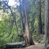 Toketee Falls, Oregon - 2,183 Reviews, Map | AllTrails