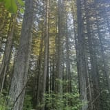Washington Park Loop, Oregon - 1,739 Reviews, Map | AllTrails