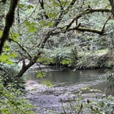 Alsea Falls and Green Peak Falls, Oregon - 1,206 Reviews, Map | AllTrails