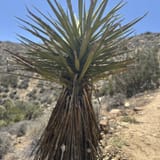 Ryan Mountain, California - 7,708 Reviews, Map | AllTrails