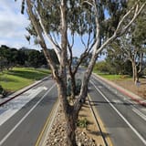 Seven Bridge Walk, California - 4,398 Reviews, Map | AllTrails
