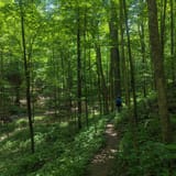 Low Gap Trail , Indiana - 1,445 Reviews, Map | AllTrails