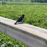 Neabsco Creek Boardwalk, Virginia - 969 Reviews, Map | AllTrails