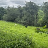 Gomshall Mill and Netley Park Circular, Surrey, England - 219 Reviews ...