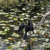 Anhinga Trail, Florida - 1,837 Reviews, Map | AllTrails